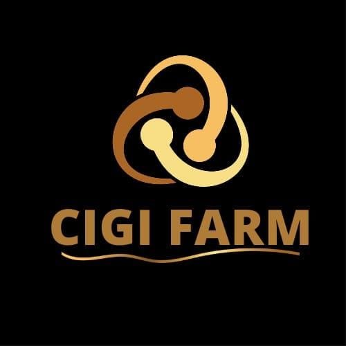 Cigi Global